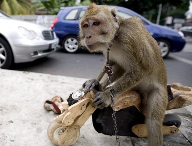 Indonésia quer acabar com shows de "macacos artistas" nas ruas - Fotos ...