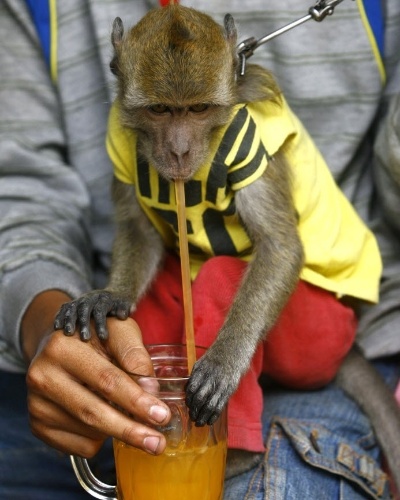 Indonésia quer acabar com shows de "macacos artistas" nas ruas - Fotos ...