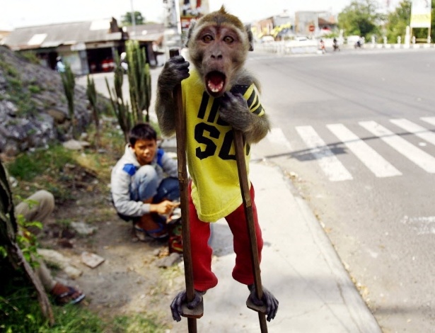 Indonésia quer acabar com shows de "macacos artistas" nas ruas - Fotos ...