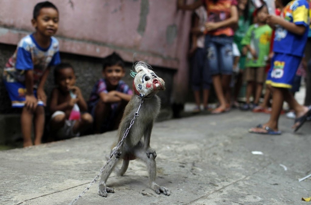 Fotos: Indonésia quer acabar com shows de "macacos artistas" nas ruas ...