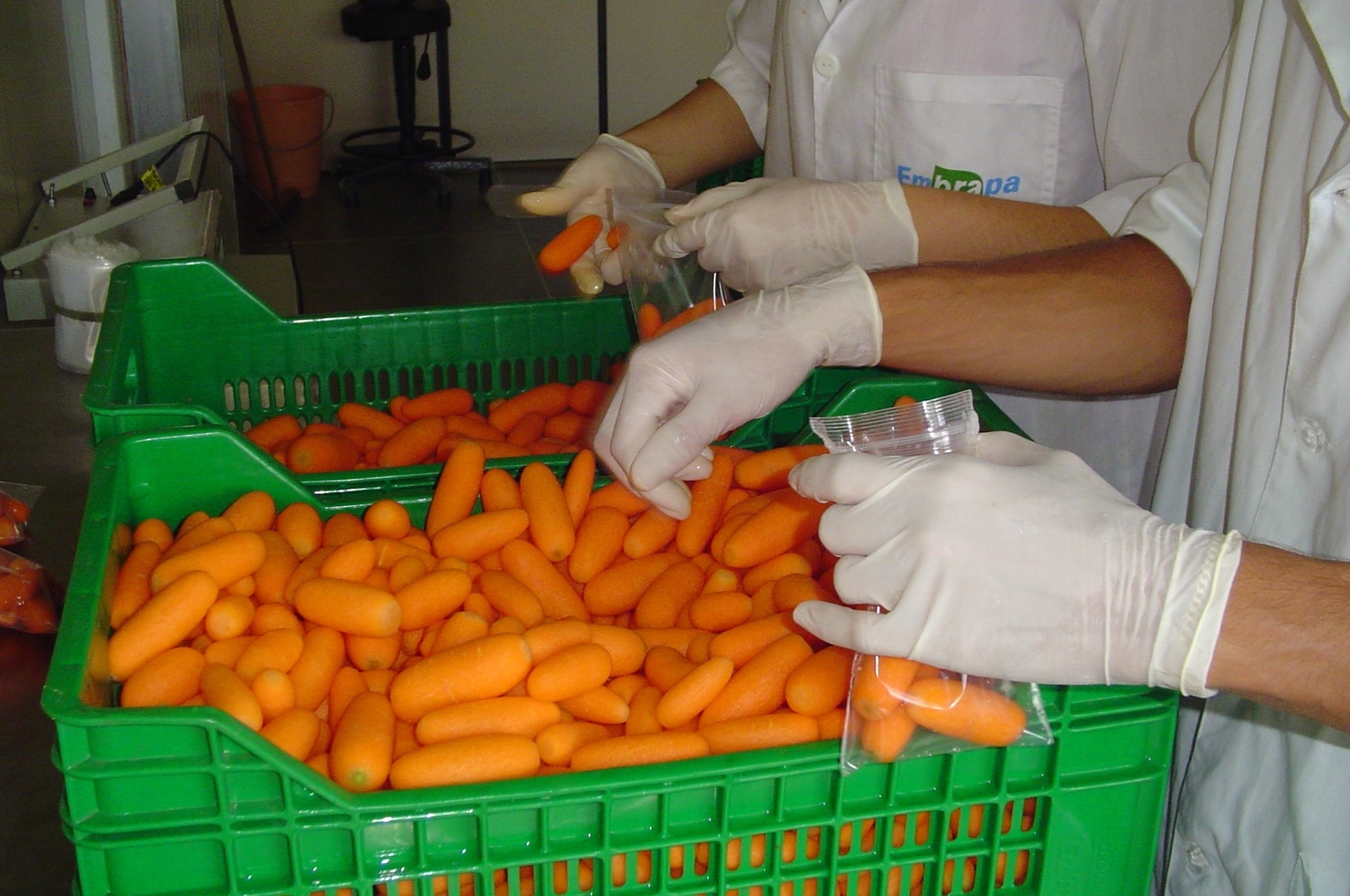 Fotos: Embrapa cria máquina de minicenouras para pequenos produtores ...