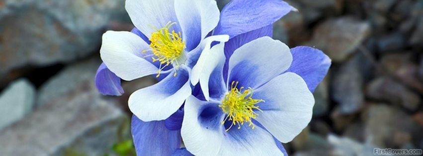 Capas de flores para Facebook deixam seu perfil colorido; baixe - Fotos ...