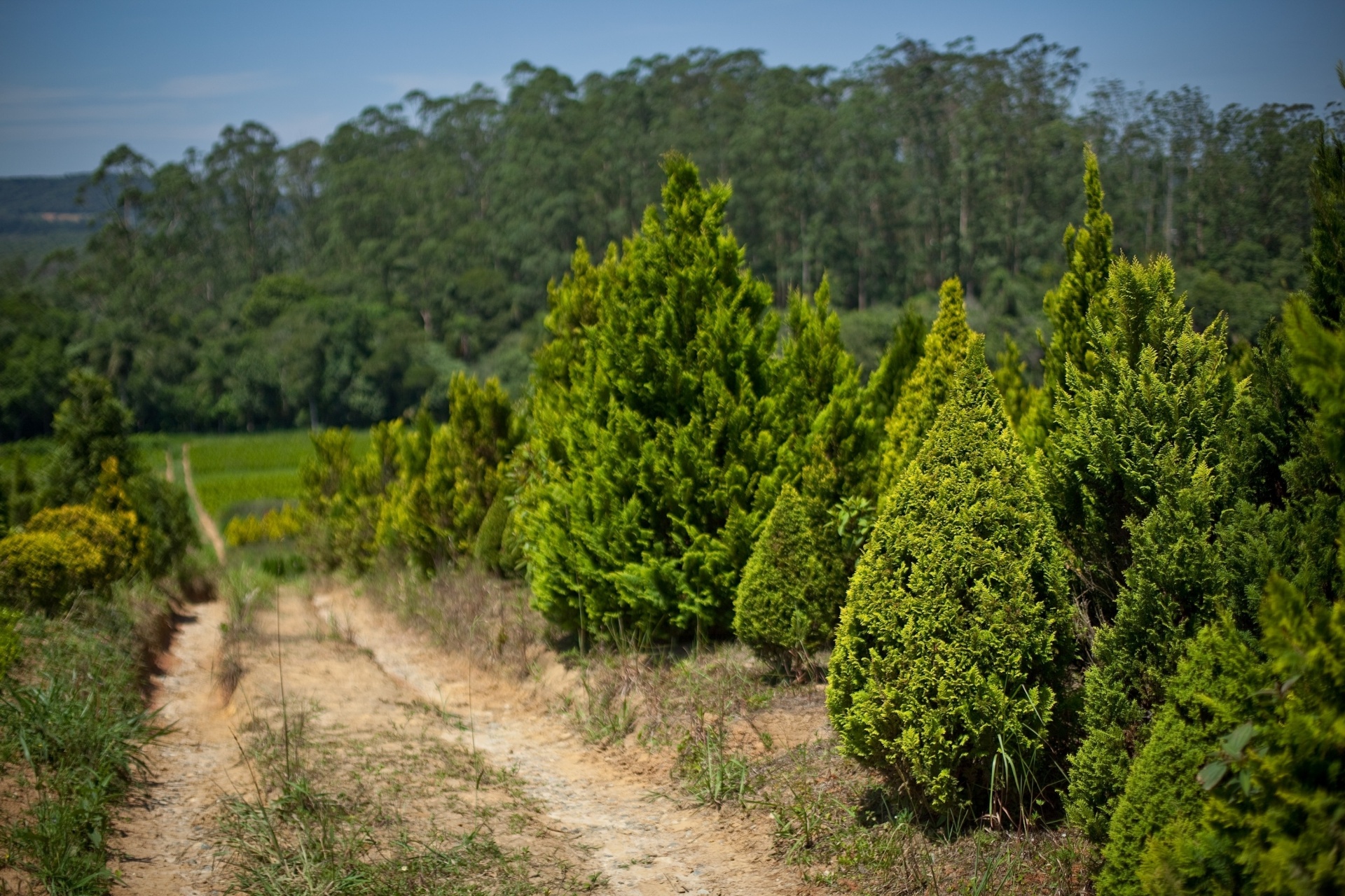 Venda de pinheiros de Natal deve ser recorde; veja como é a produção ...