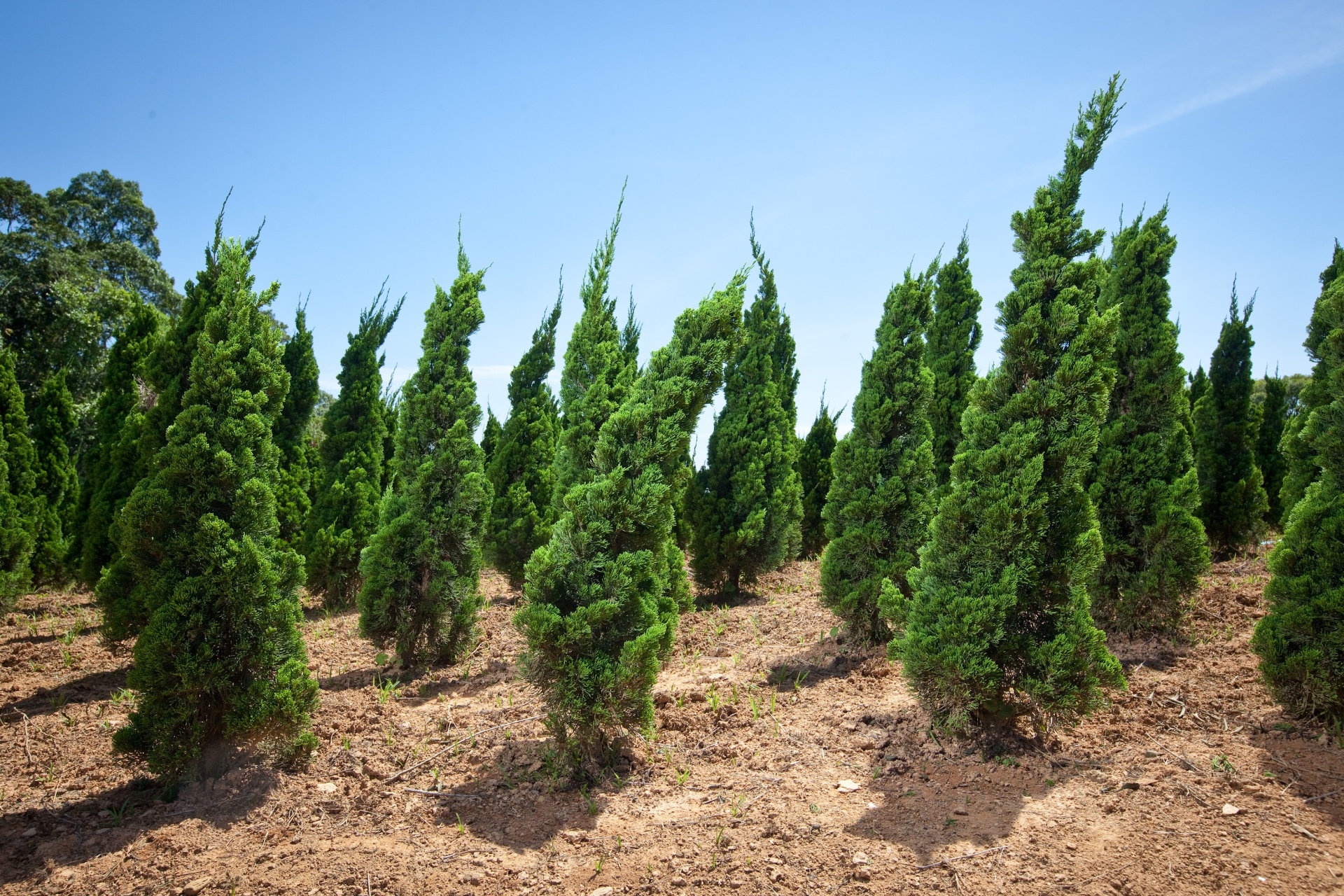 Venda de pinheiros de Natal deve ser recorde; veja como é a produção ...