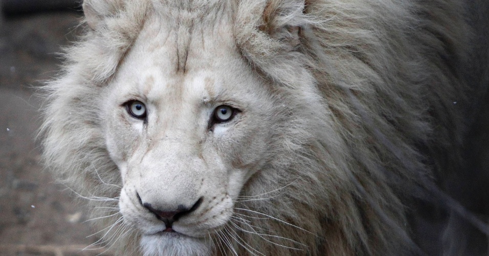 Bichos da semana - BOL Fotos - BOL Fotos