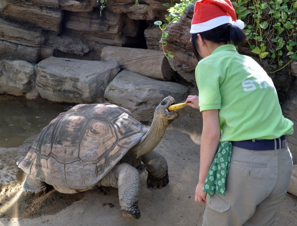 Fotos: Animais ganham presentes de Natal em zoológicos pelo mundo - 24 ...