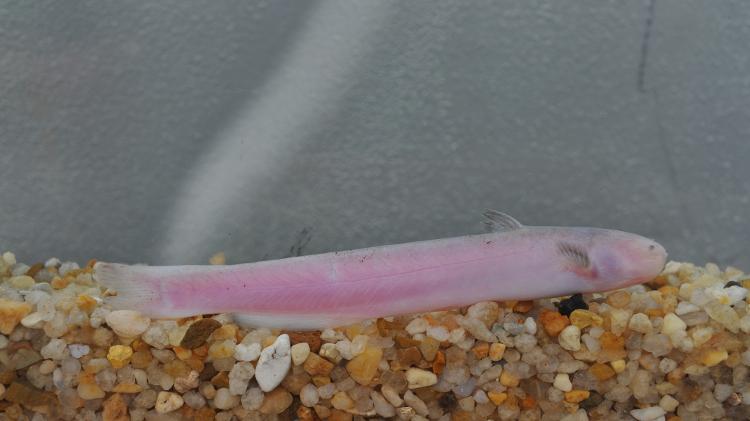 Conheça outros peixes que ameaçam a natureza