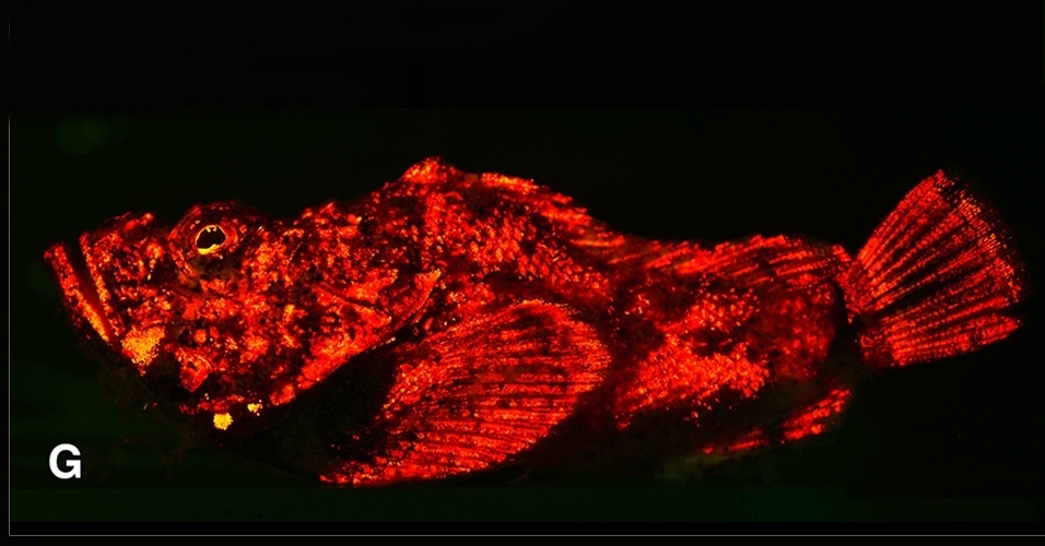 Cientistas captam pela 1ª vez imagens de "diabo negro do mar" - 25/11 ...