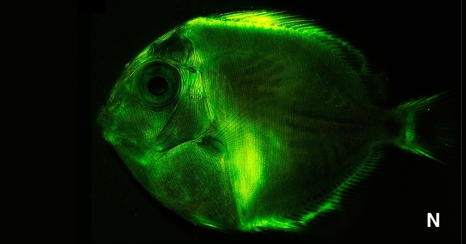 Cientistas captam pela 1ª vez imagens de "diabo negro do mar" - 25/11 ...
