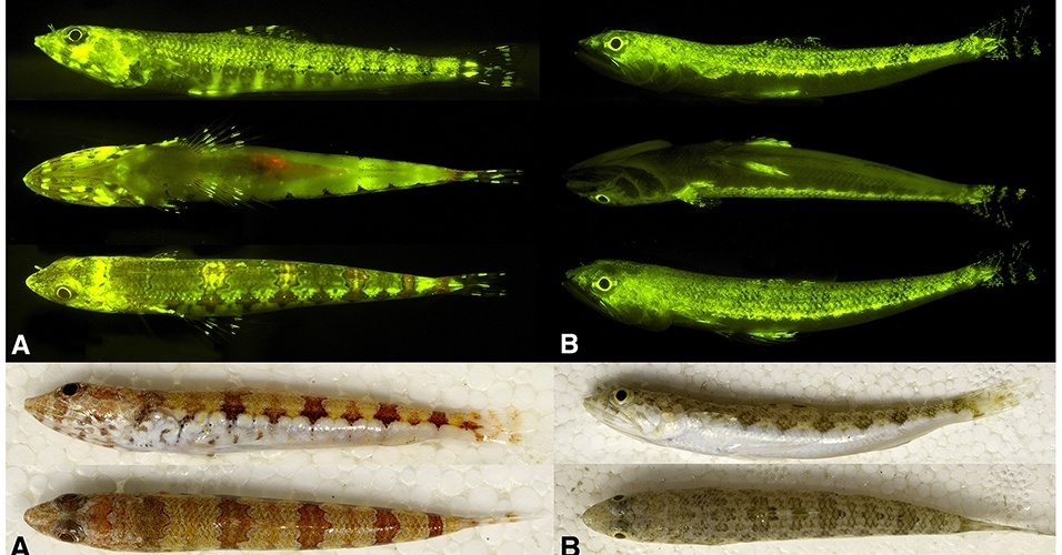 Fotos: Cientistas identificam mais de 180 espécies de peixes ...