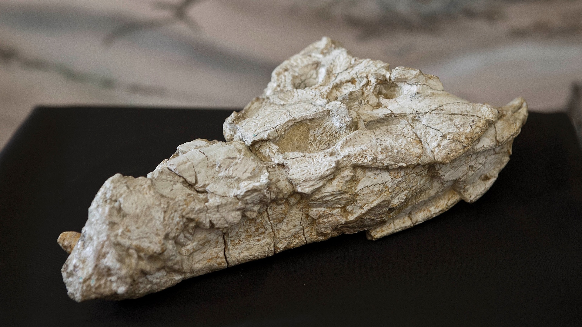 Arqueólogos descobrem fósseis de égua grávida, do feto e da placenta ...