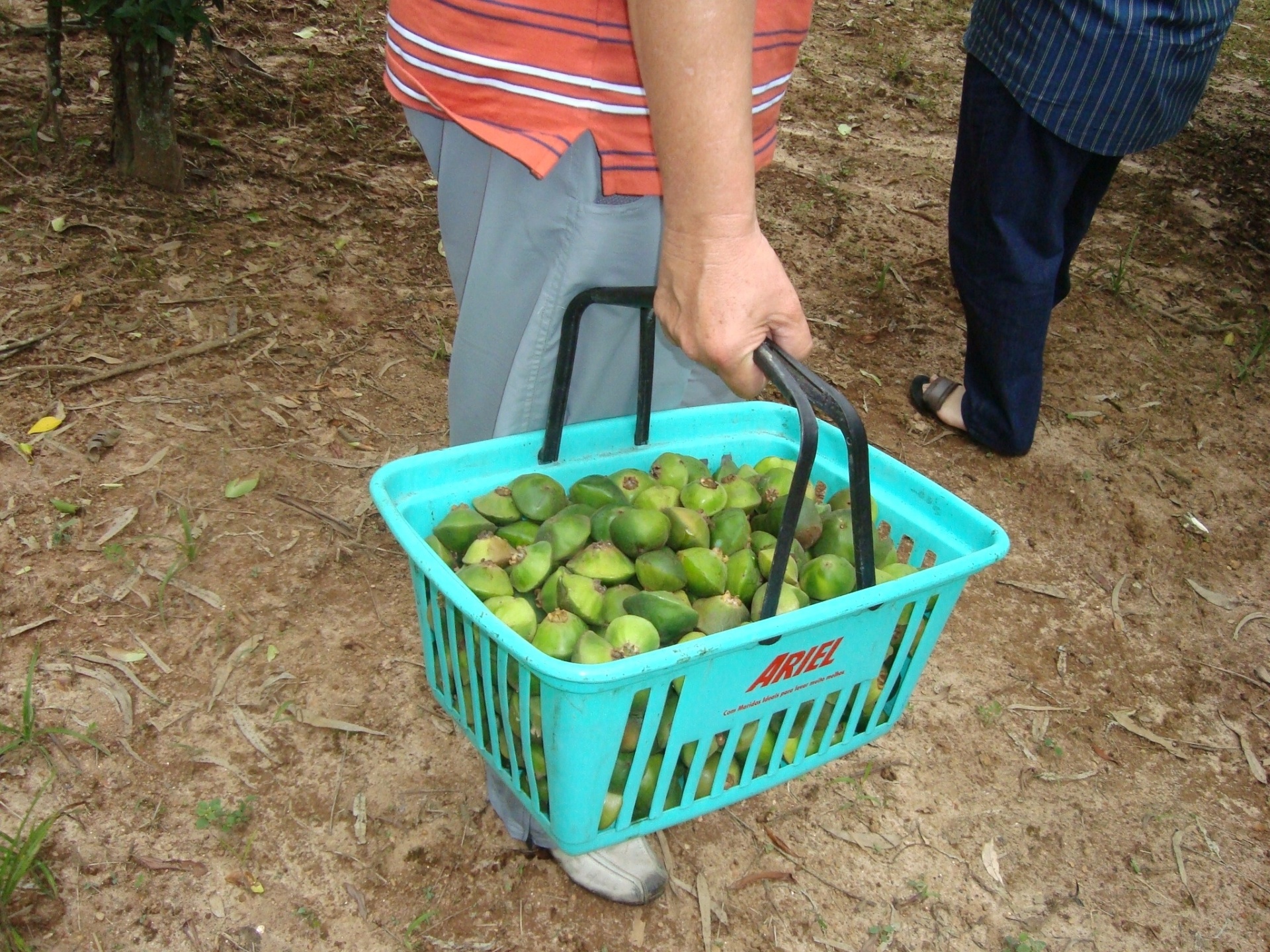 Fruta azeda da mata atlântica, cambuci ressurge em cachaça e comidas ...