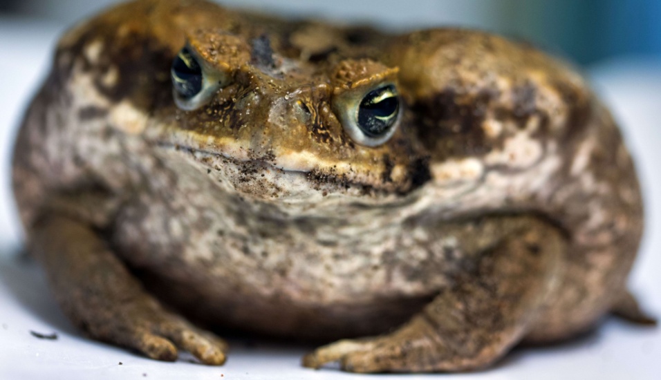 Zoológicos da Alemanha fazem inventário de animais - Fotos - UOL Notícias