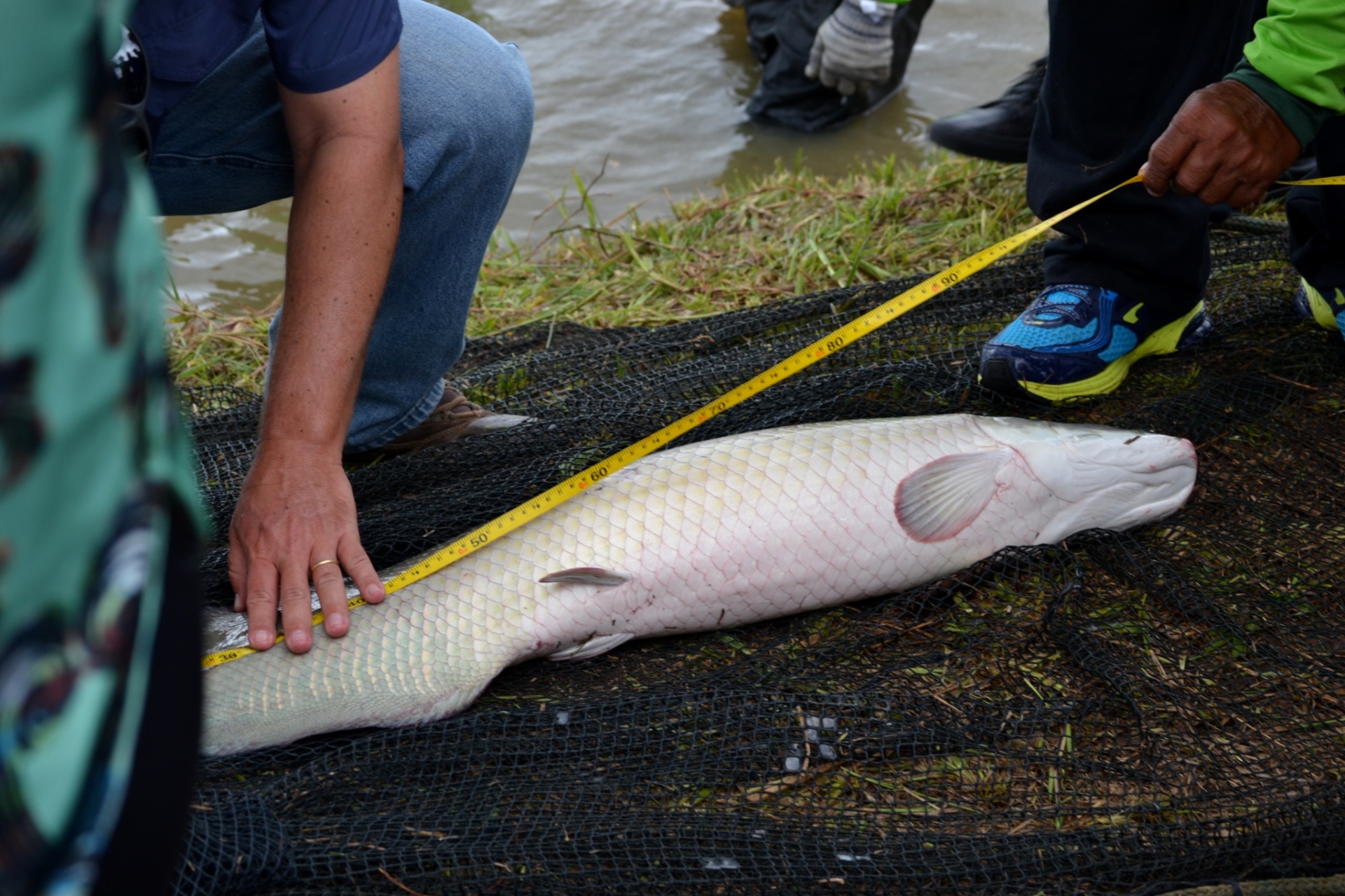 Projeto de criação de pirarucu quer substituir pesca ilegal - 31/01 ...