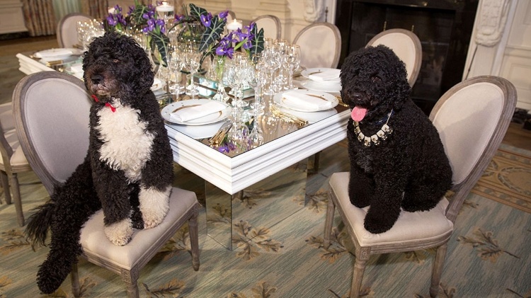 Morre Bo, cachorro de Barack Obama e estrela da Casa Branca - 09/05 ...