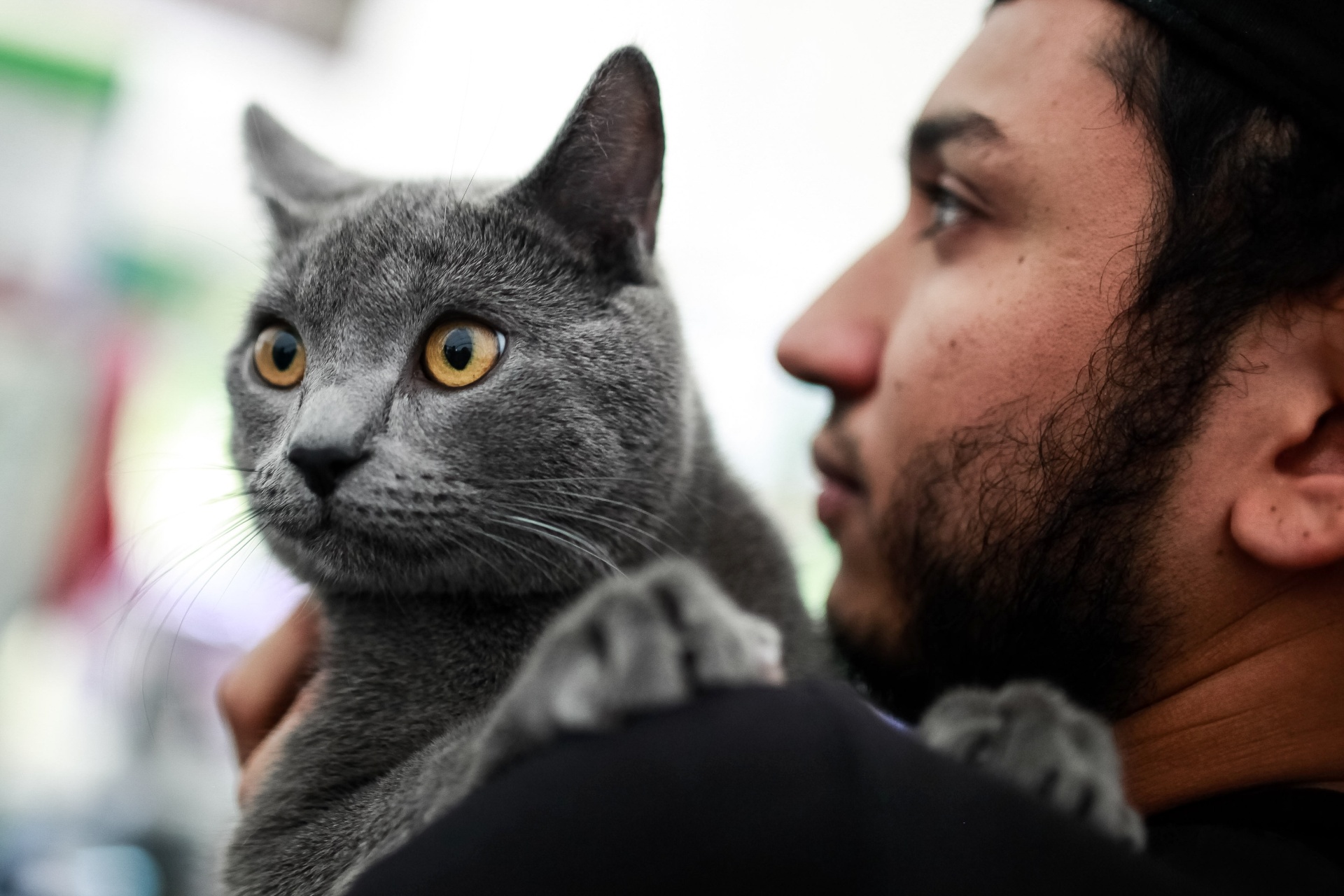 Fotos: Exposição Internacional de Felinos na Colômbia - 17/02/2014 ...