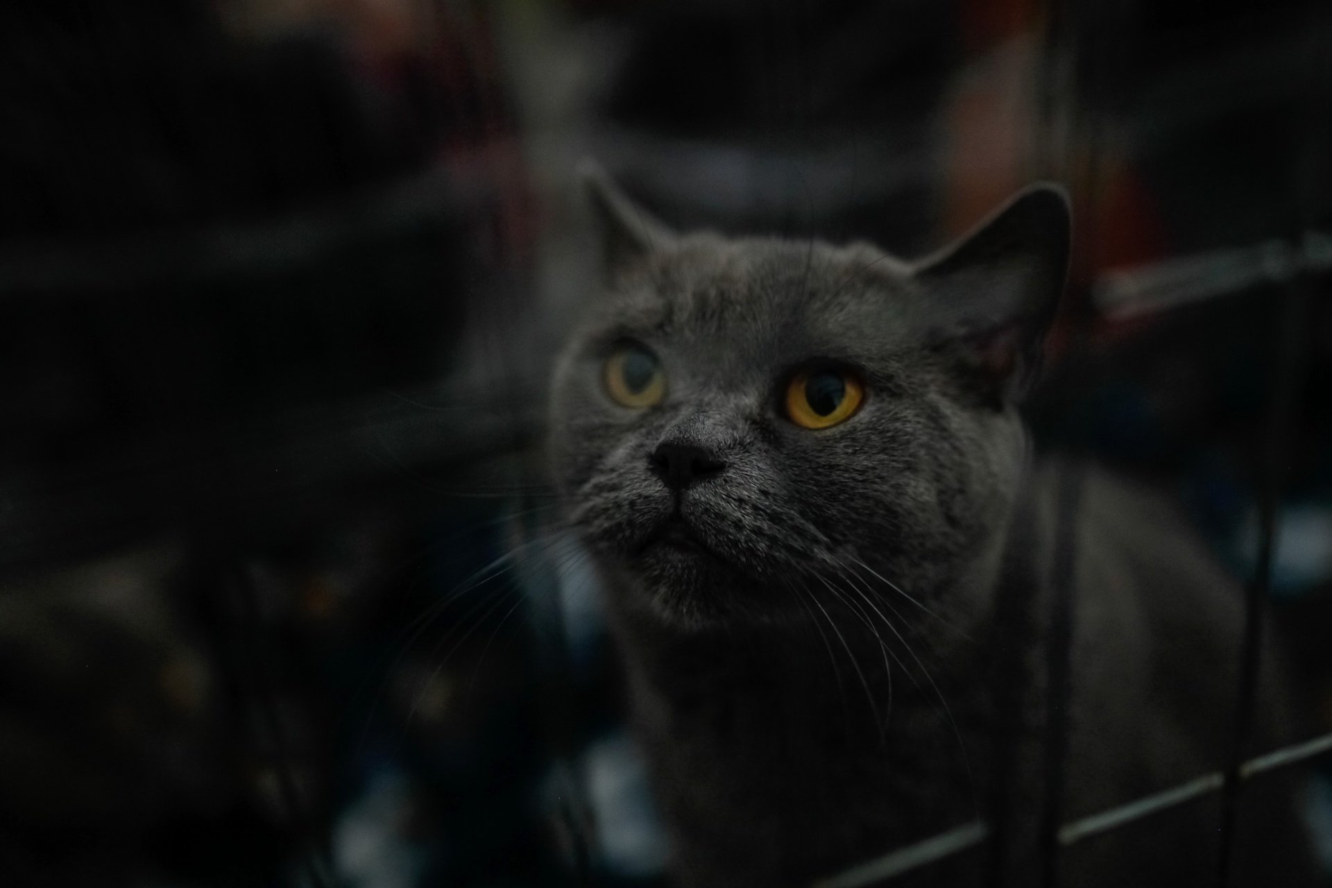 Fotos: Exposição Internacional de Felinos na Colômbia - 17/02/2014 ...