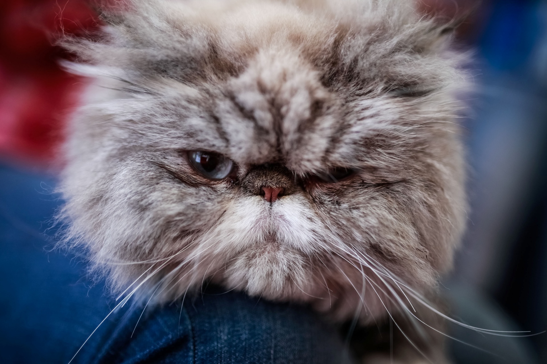 Fotos: Exposição Internacional de Felinos na Colômbia - 17/02/2014 ...