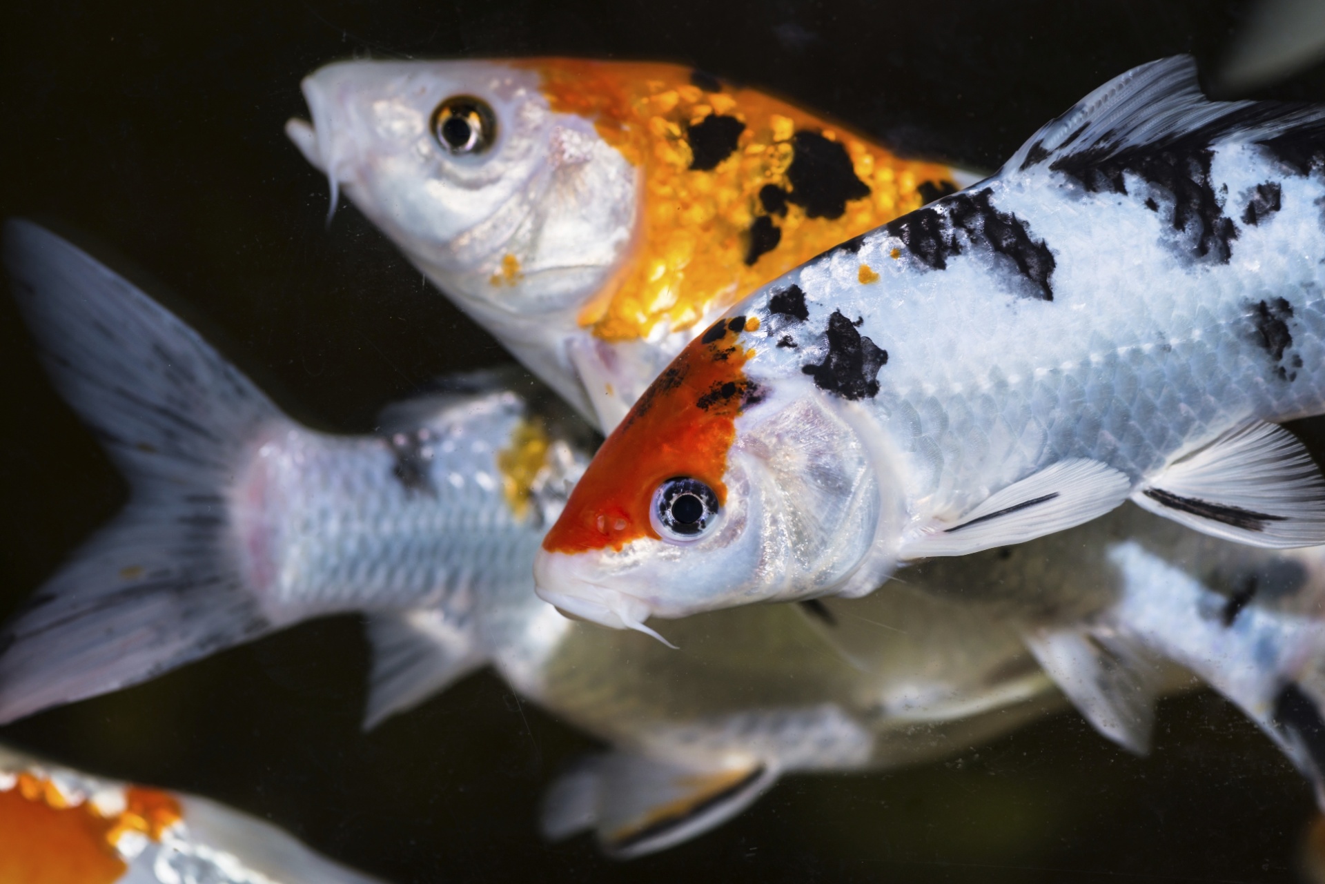 Quanto Custa Uma Carpa Ornamental - RETOEDU