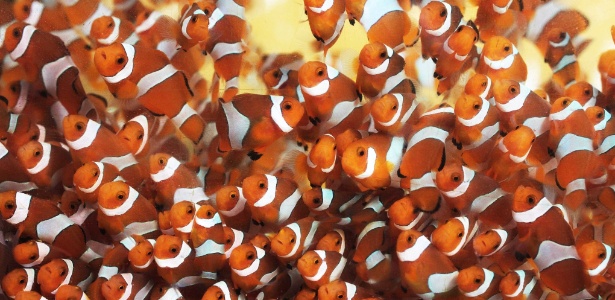 Fotos: Peixe-palhaço "Nemo" ainda é um sucesso em aquários marinhos no ...