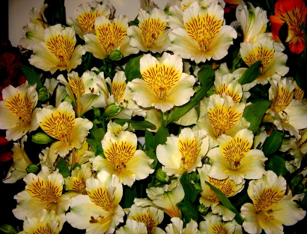 Flor astromélia só vende menos do que rosa; conheça - Fotos - UOL Economia