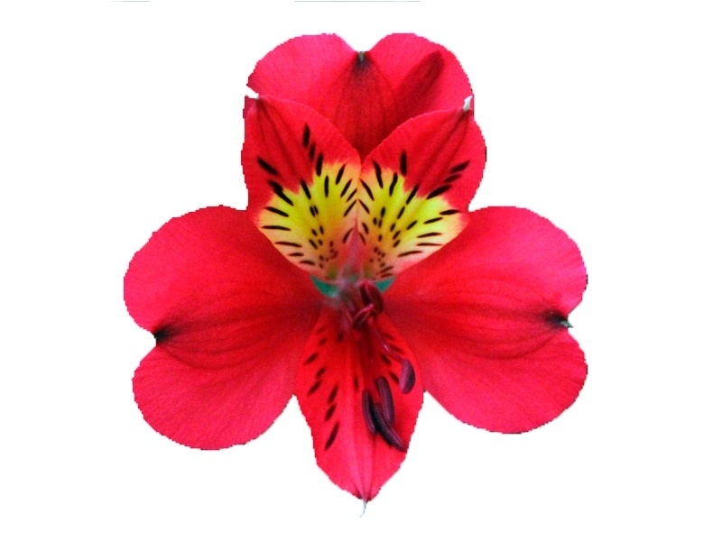 Fotos: Flor astromélia só vende menos do que rosa; conheça - 10/03/2014 ...