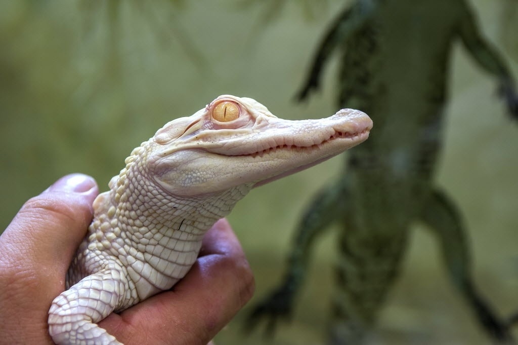 Fotos: Raros e especiais! Veja fotos de animais albinos pelo mundo - 06 ...