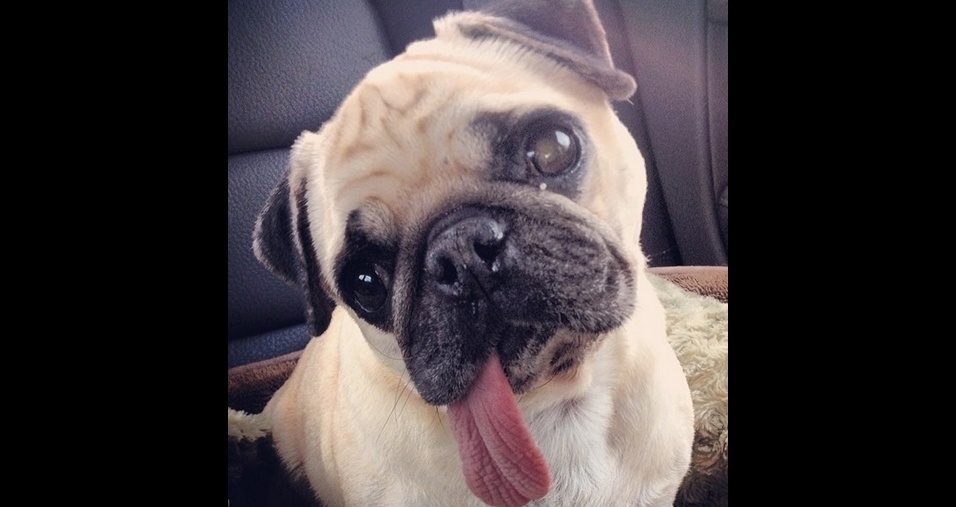 Fotos: Perfis de pugs no Instagram mostram que esses cães são fofos ...