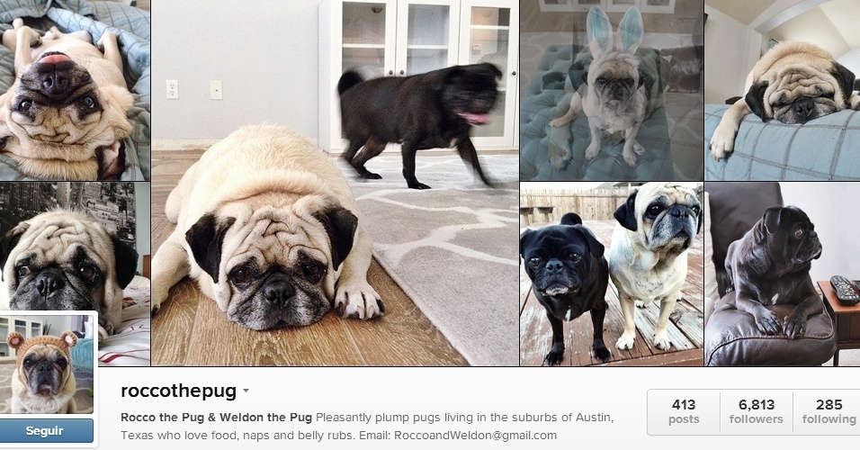 Fotos: Perfis de pugs no Instagram mostram que esses cães são fofos ...