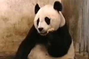 Viral na internet, panda que assusta a mãe com espirro vira filme - 28 ...