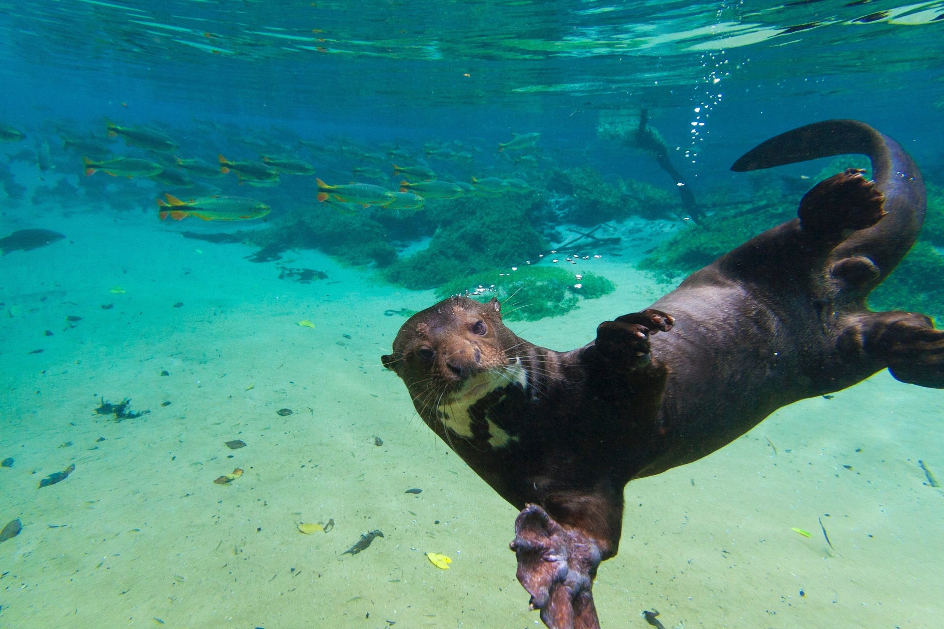 Fotos: Conheça a fauna e a flora de diferentes biomas brasileiros - 02 ...