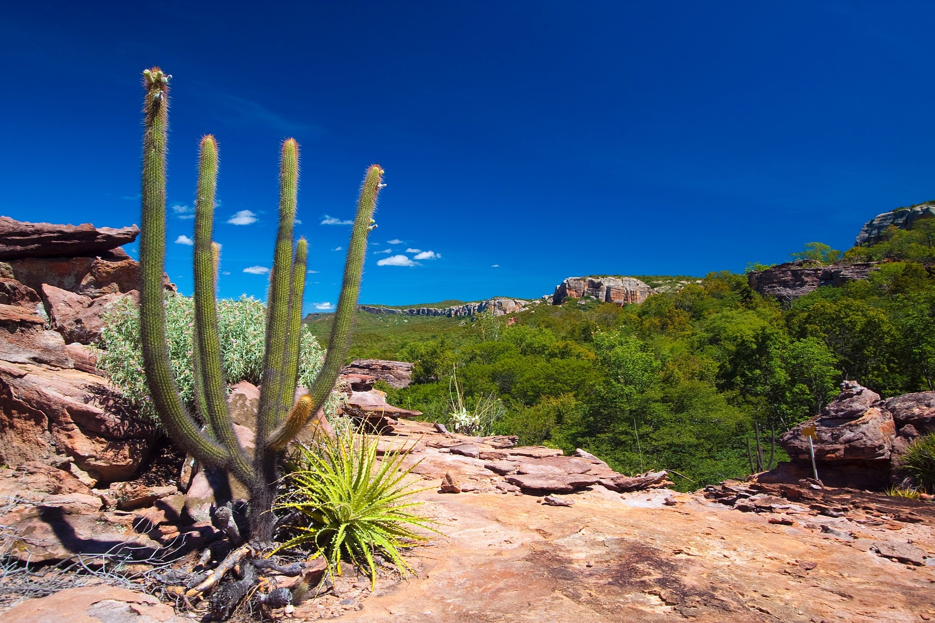 Fotos: Conheça a fauna e a flora de diferentes biomas brasileiros - 02 ...