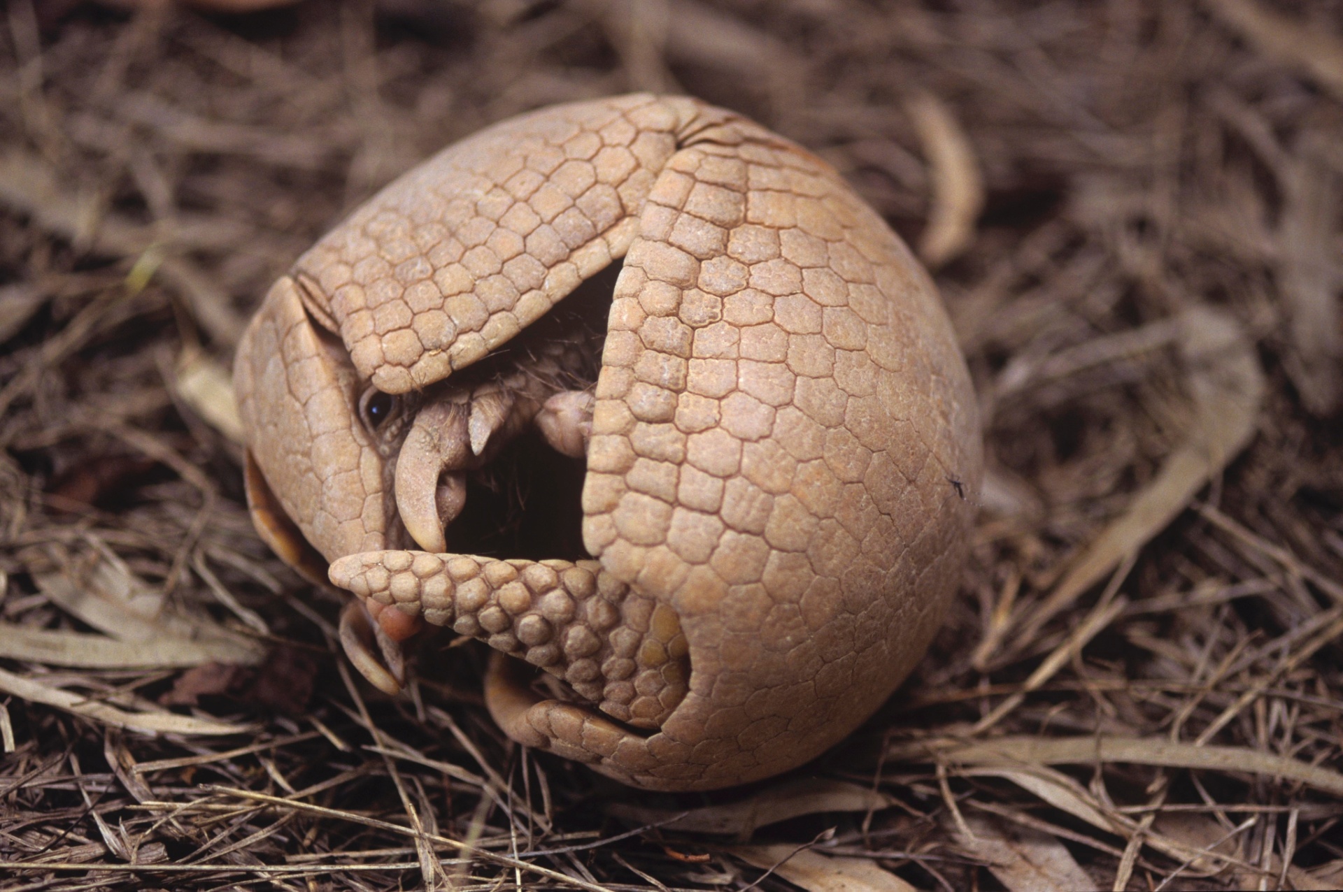 Fotos: Conheça a fauna e a flora de diferentes biomas brasileiros - 02 ...