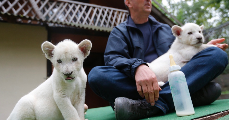 Filhotes de leão branco são apresentados em zoológico na Hungria ...