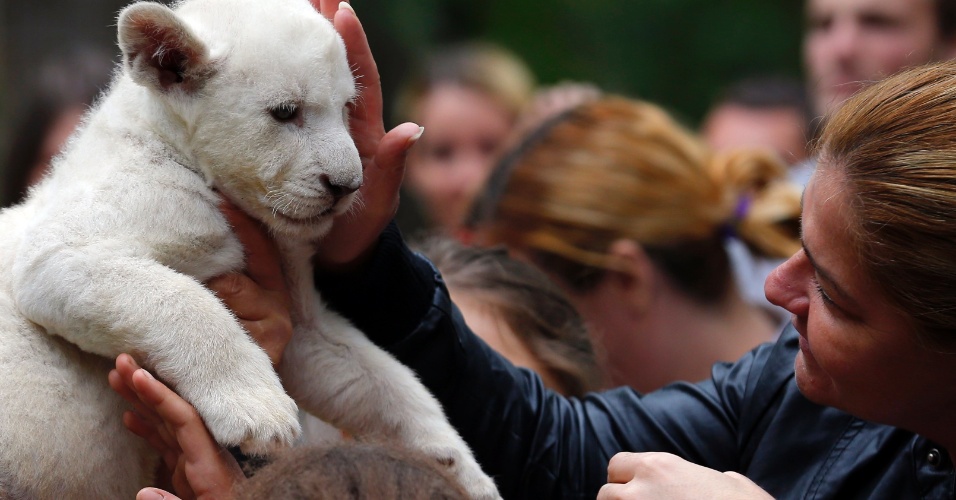 Filhotes de leão branco são apresentados em zoológico na Hungria ...