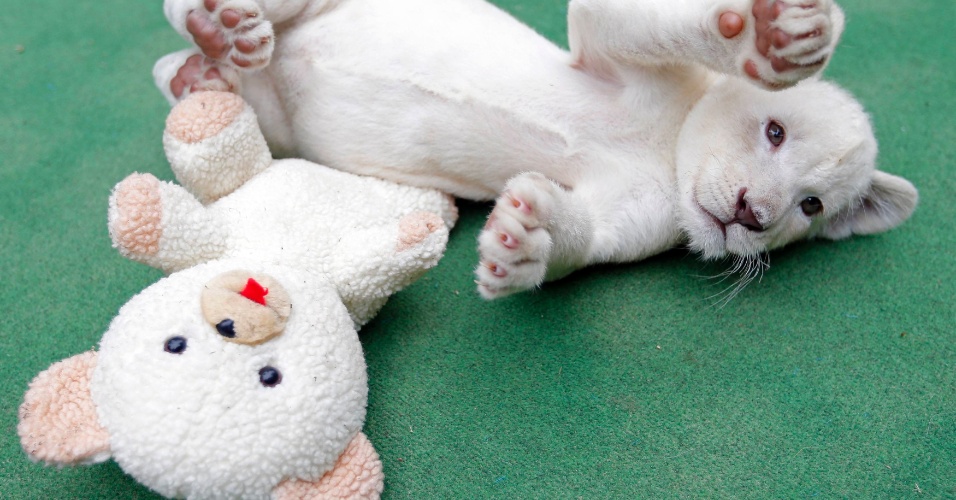 Filhotes de leão branco são apresentados em zoológico na Hungria ...