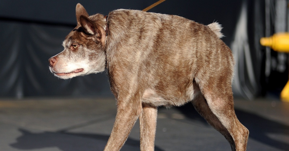 Americanos elegem o cão mais feio do mundo - BOL Fotos - BOL Fotos