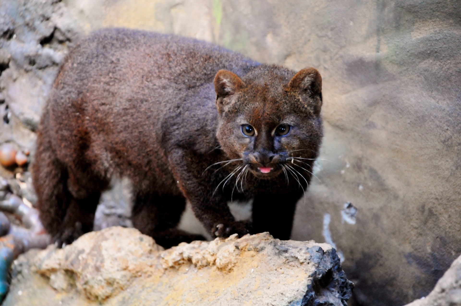 Fotos: Conheça as oito espécies de felídeos brasileiros - 09/07/2014 ...