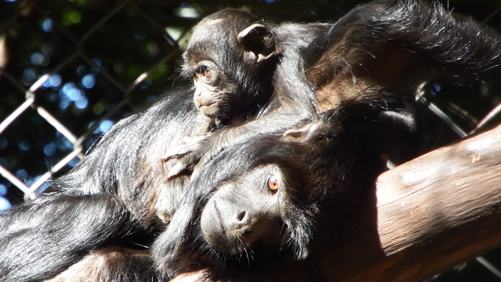 Espécies de macacos em perigo de extinção se reproduzem em zoo de Bauru ...