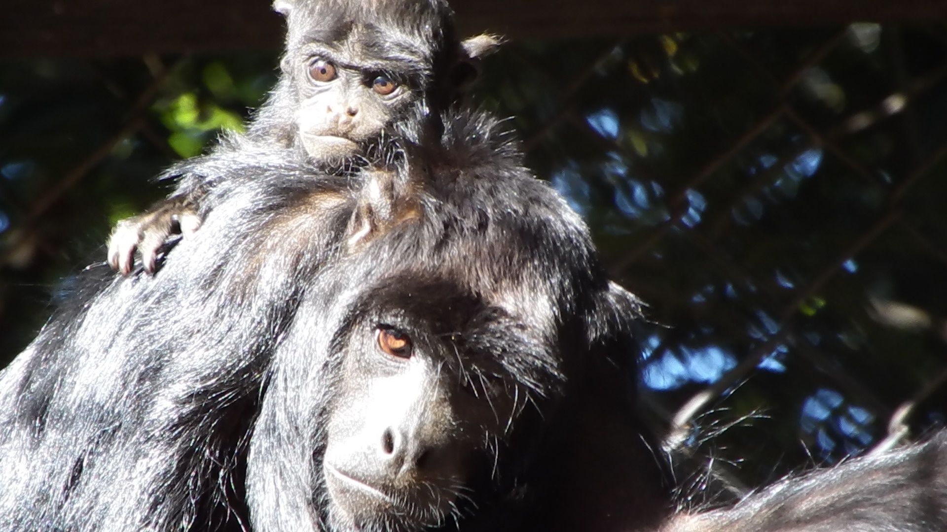 Espécies de macacos em perigo de extinção se reproduzem em zoo de Bauru ...