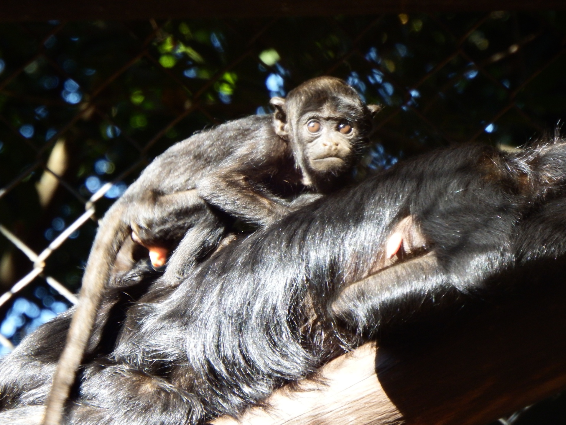 Espécies de macacos em perigo de extinção se reproduzem em zoo de Bauru ...