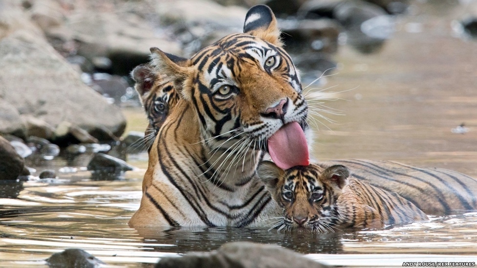 Fotos: Fotógrafo consegue imagens raras de tigre-de-bengala com ...