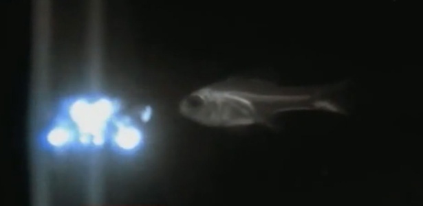 Experiência faz peixes criarem 'show de luzes' em aquário - 27/08/2014 ...