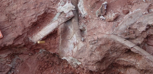 Fóssil achado na Tanzânia revela nova espécie de dinossauro gigante ...