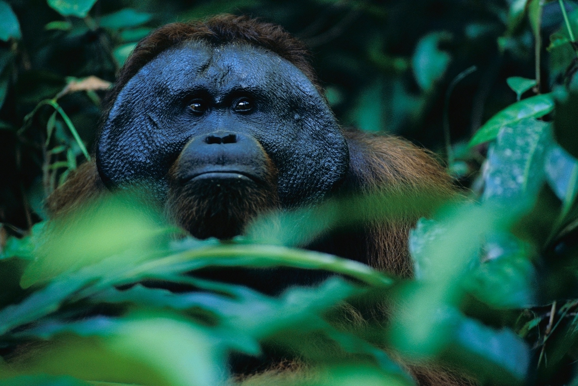 Orangotango Comendo Duriao