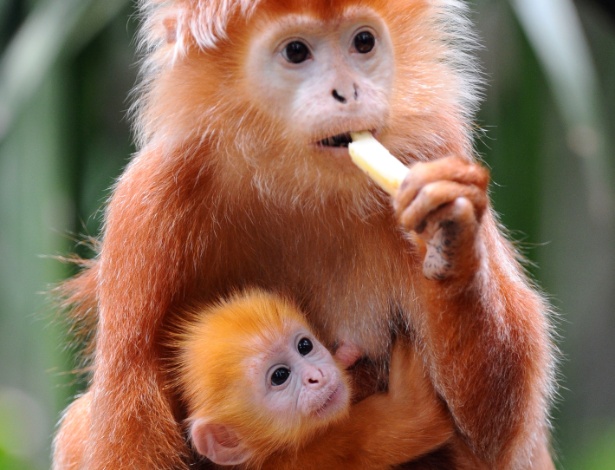 Bichos da semana - Fotos - UOL Notícias