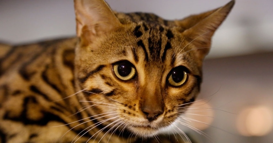 Gatos exóticos e raros são destaque em exposição em São Paulo - Fotos ...