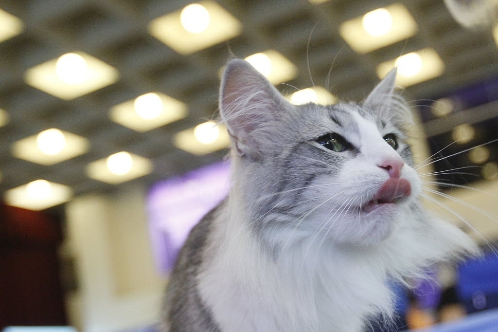 Fotos: Gatos exóticos e raros são destaque em exposição em São Paulo ...