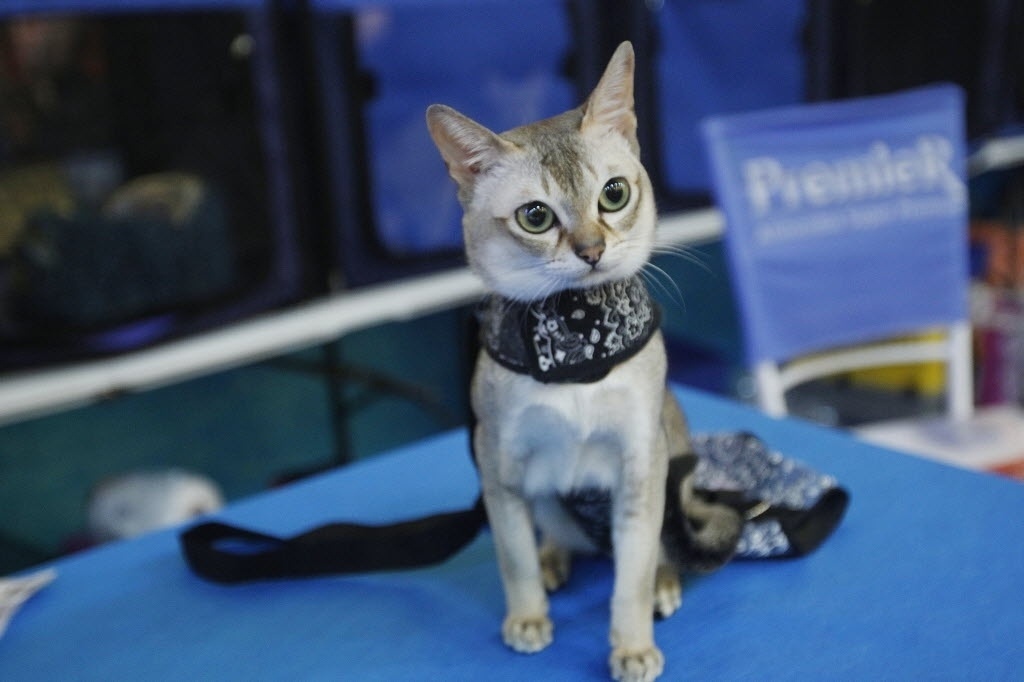 Fotos: Gatos exóticos e raros são destaque em exposição em São Paulo ...