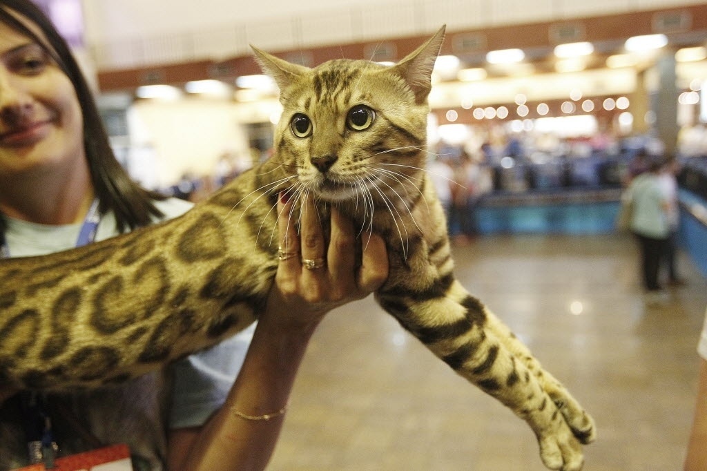 Fotos: Gatos exóticos e raros são destaque em exposição em São Paulo ...